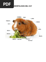 Anatomia y Caracteristicas Del Cuy | PDF | Vértebra | Cráneo
