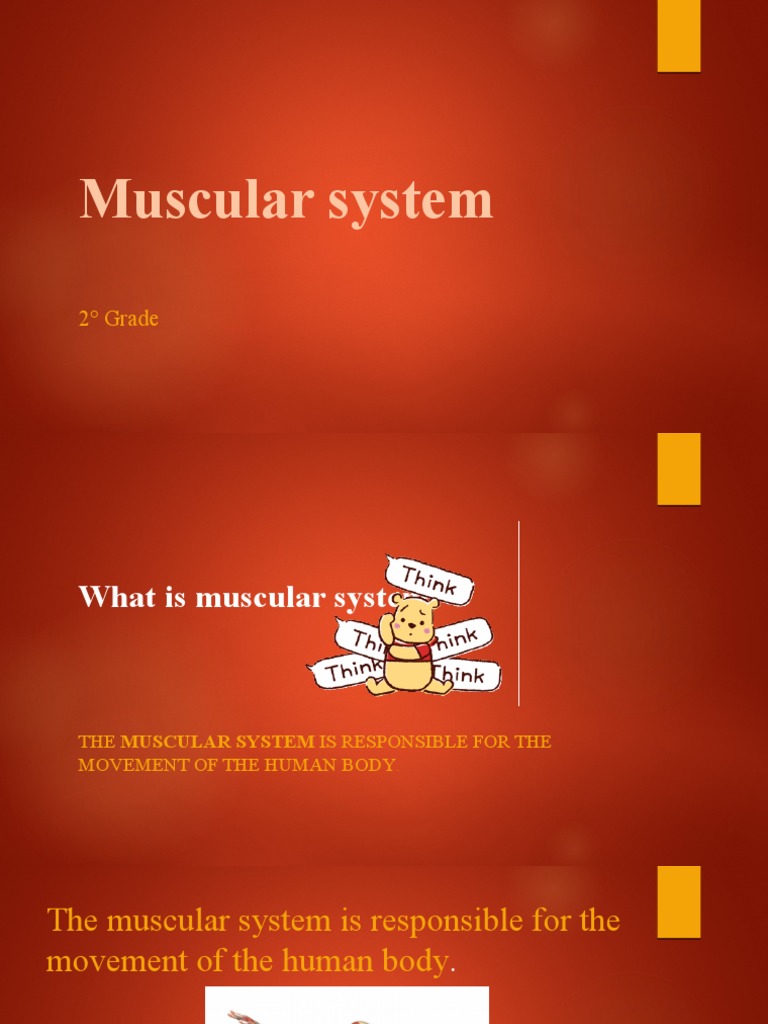 Muscular System: 2° Grade | PDF | Science & Mathematics