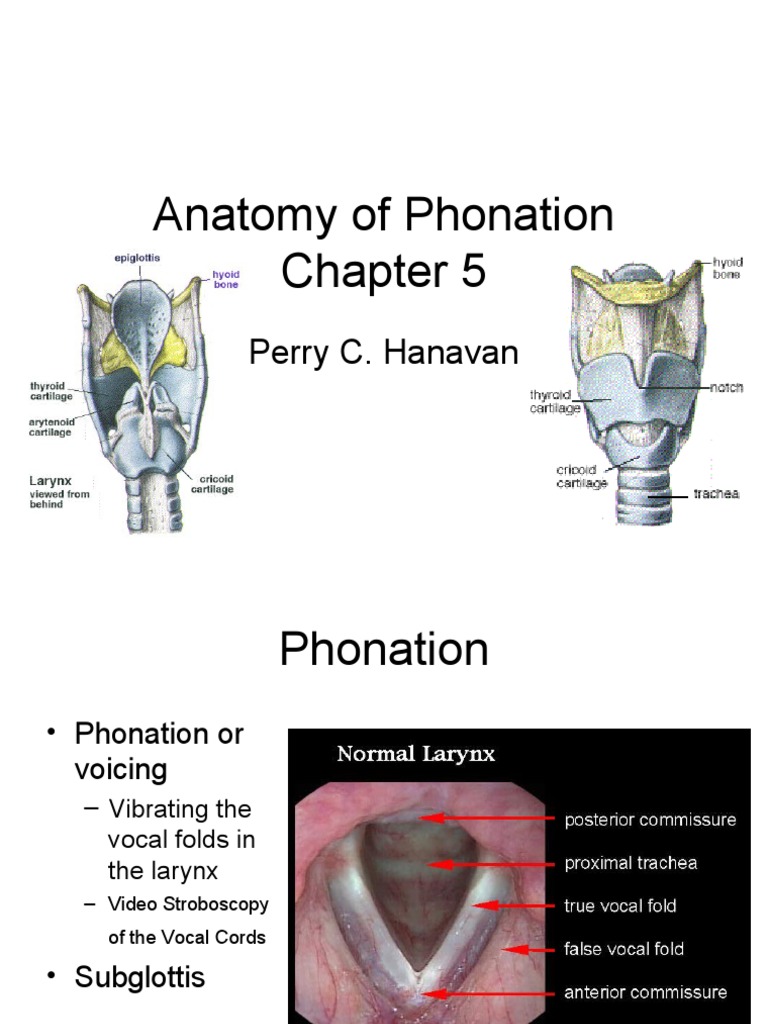 Anatomy of Phonation | PDF | Larynx | Human Anatomy