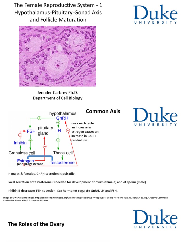 The Female Reproductive System - 1 | PDF | Luteinizing Hormone | Ovary