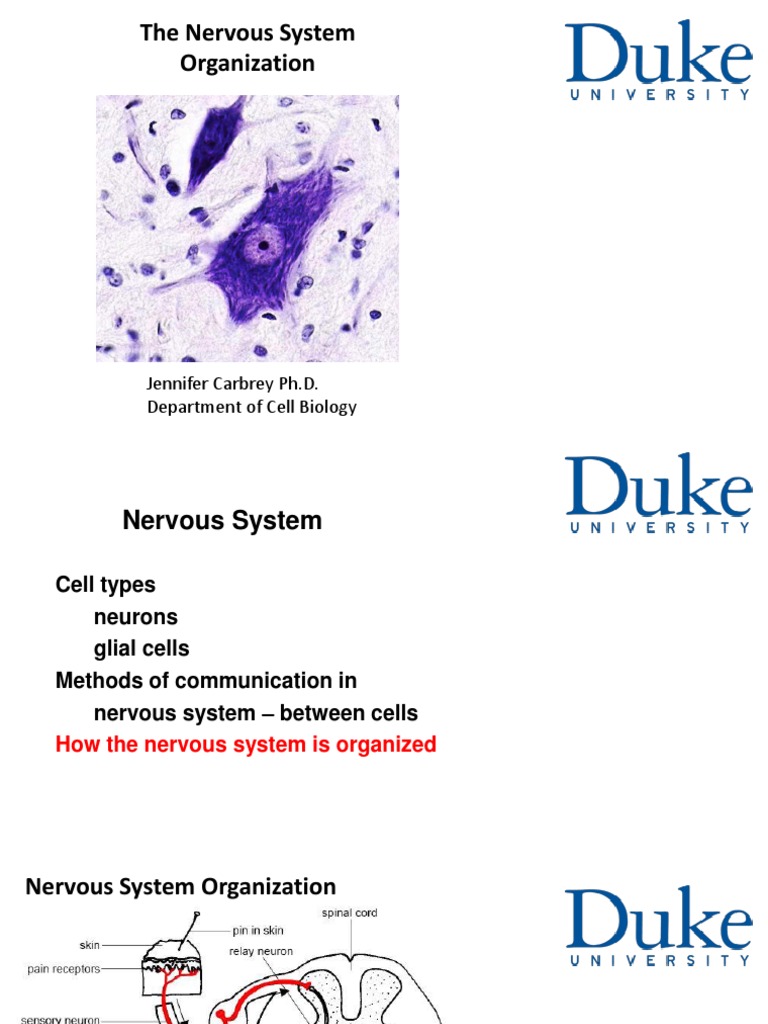 The Nervous System Organization: Jennifer Carbrey Ph.D. Department of ...