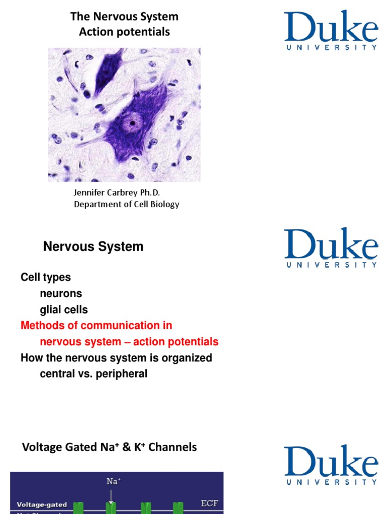 Understanding Action Potentials in Neurons | PDF | Action Potential | Axon