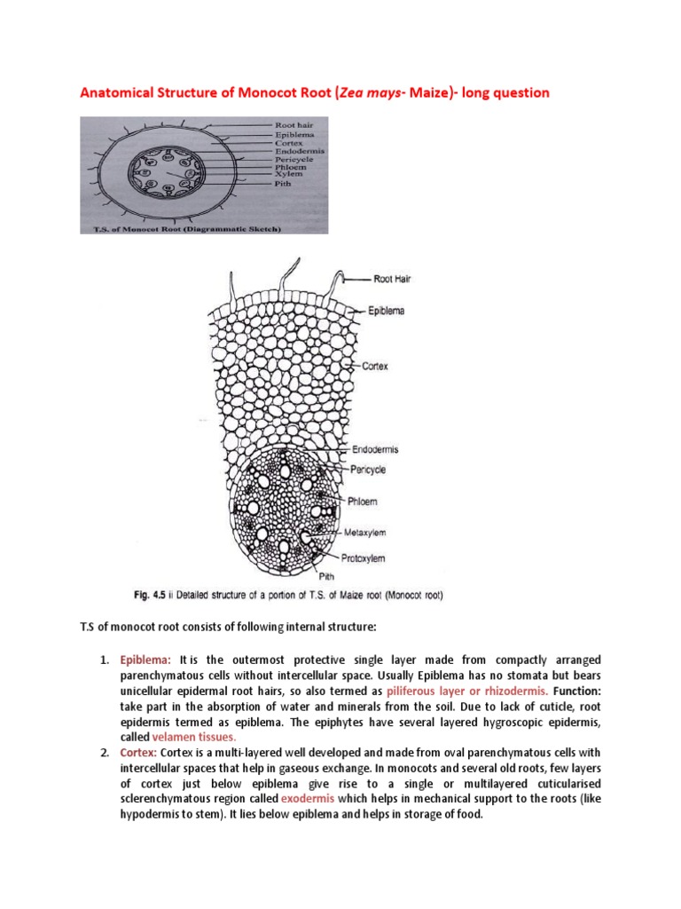 Anatomical Structure of Root | PDF | Tissue (Biology) | Root