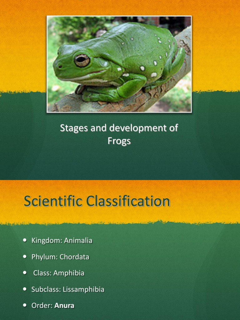 Stages and Development of Frogs2 | PDF | Frog | Amphibian
