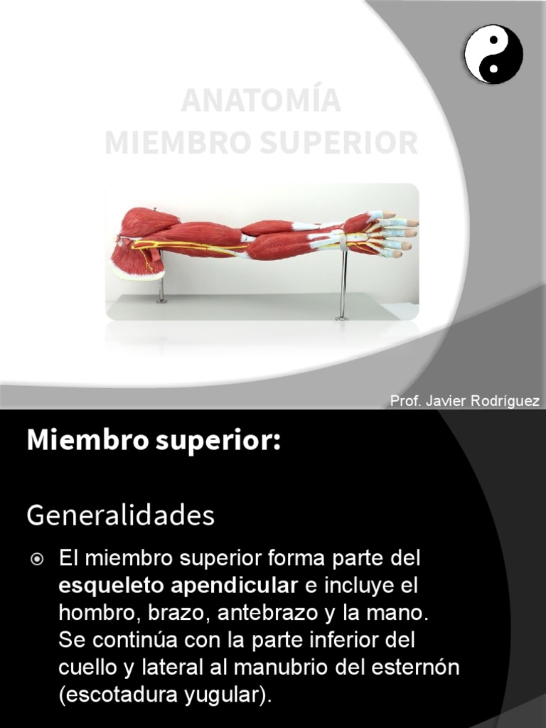 Anatomía Miembro Superior | PDF