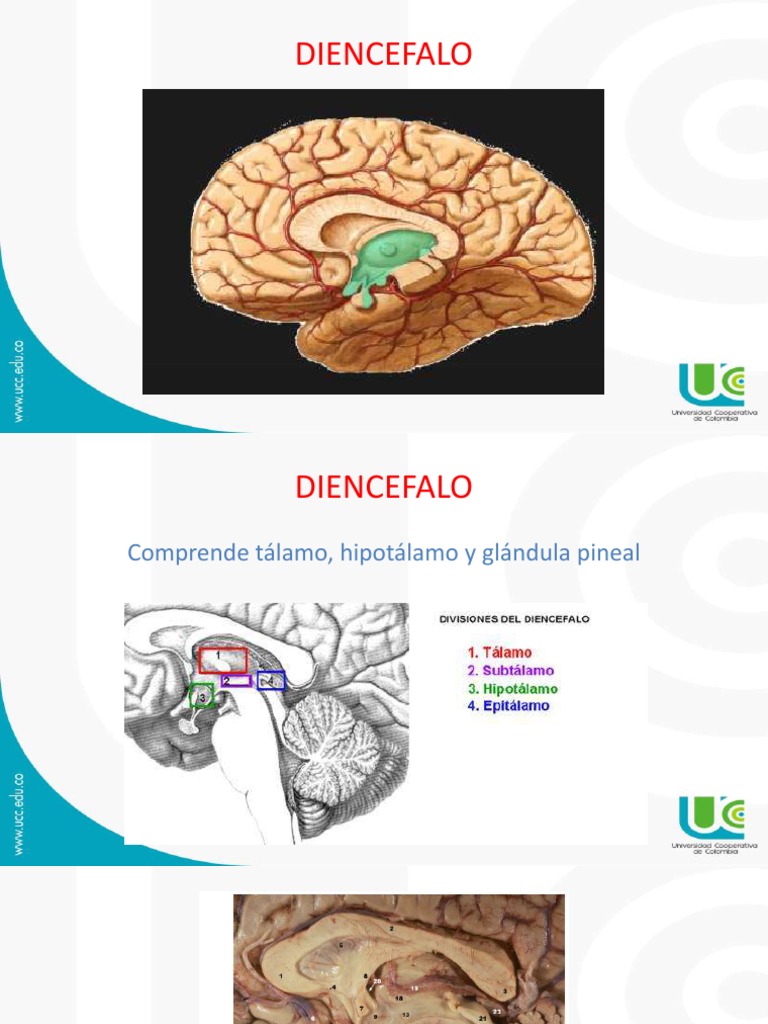 Estructura y Funciones del Diencéfalo | PDF | Hipotálamo | Neurociencia