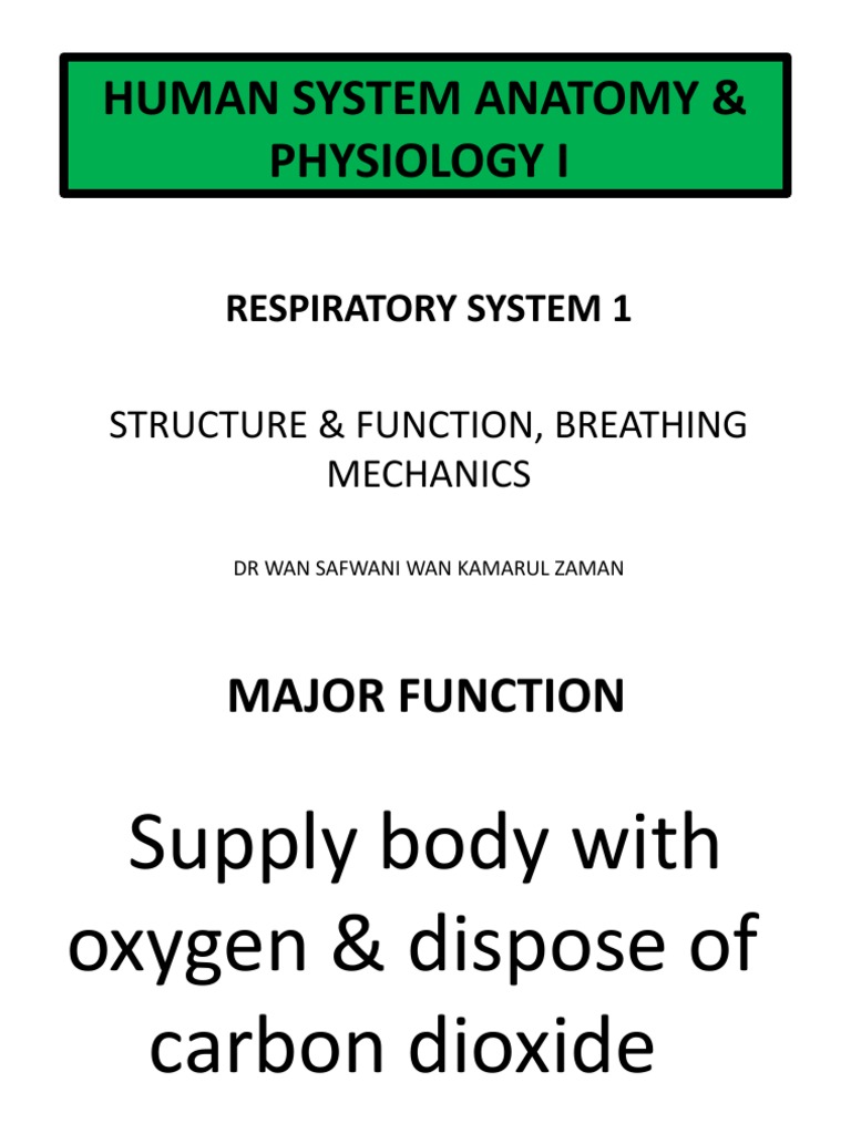 Respiratory System Structure & Function | PDF | Larynx | Lung