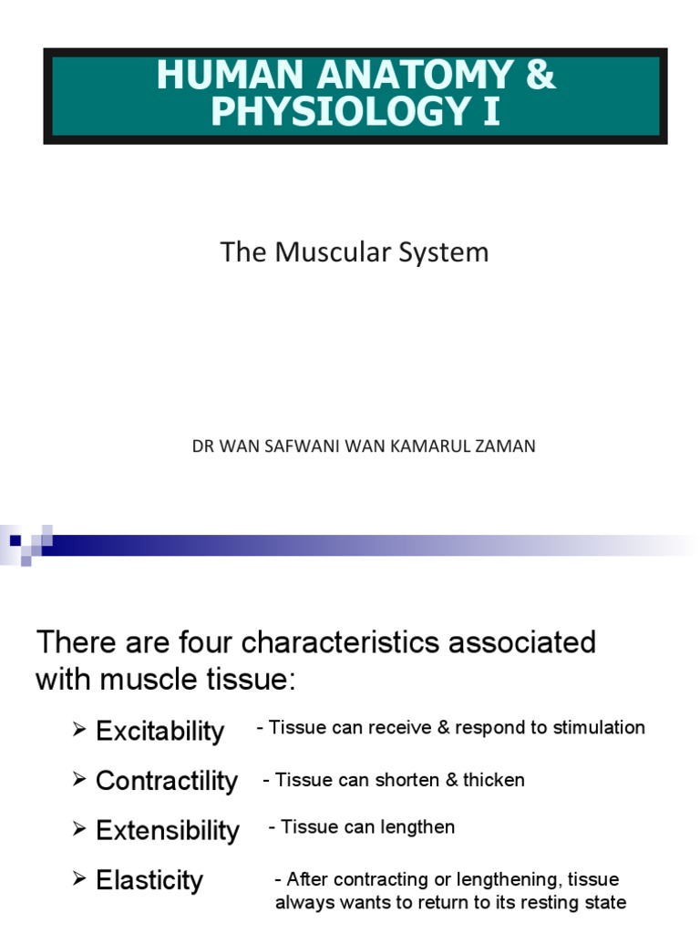 Lecture 10 Muscular System | PDF | Muscle Contraction | Myocyte