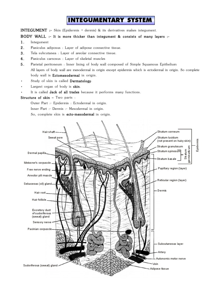 01-INTEGUMENTARY SYSTEM Theory | PDF | Skin | Integumentary System