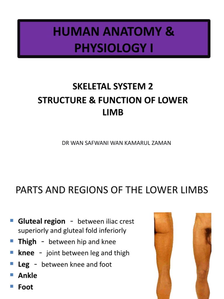 Lecture 12 Skeletal System Lower Limb (Structure Function) | PDF ...