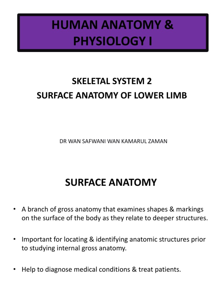 Lecture 12 Skeletal System Lower Limb (Surface Anatomy) | PDF | Human ...