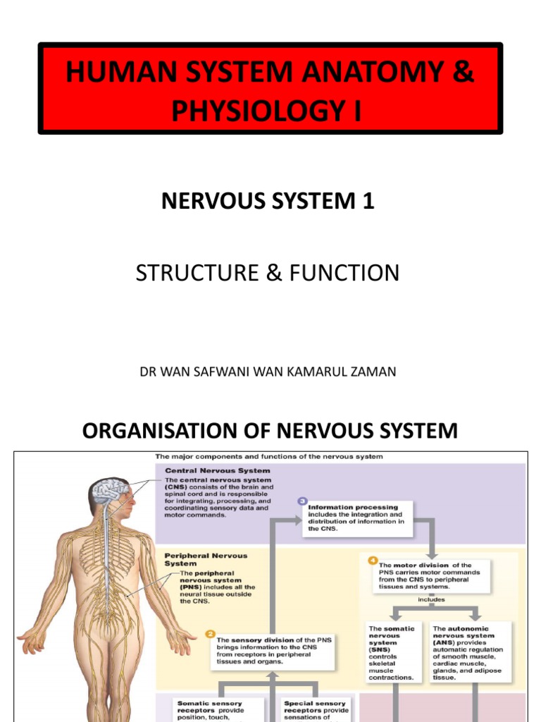Nervous System Structure and Function | PDF | Action Potential ...