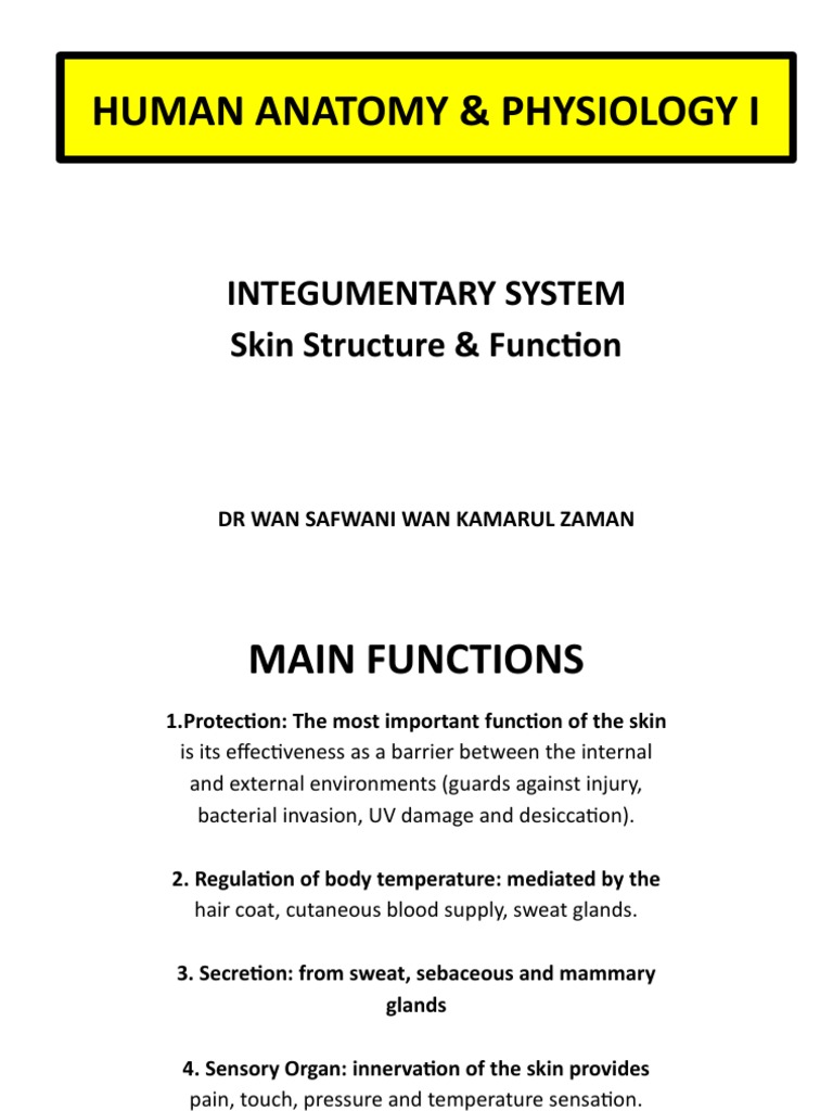 Lecture 9 Integumentary System | PDF | Skin | Epidermis
