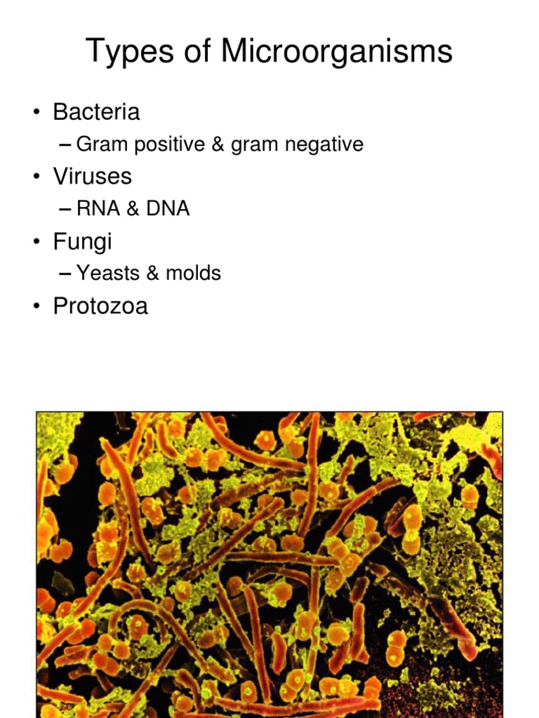 Overview of Microorganism Types | PDF | Bacteria | Virus