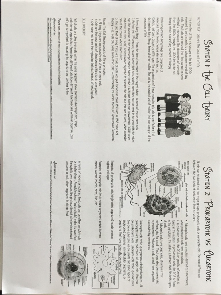 Cells Stations Activities | PDF