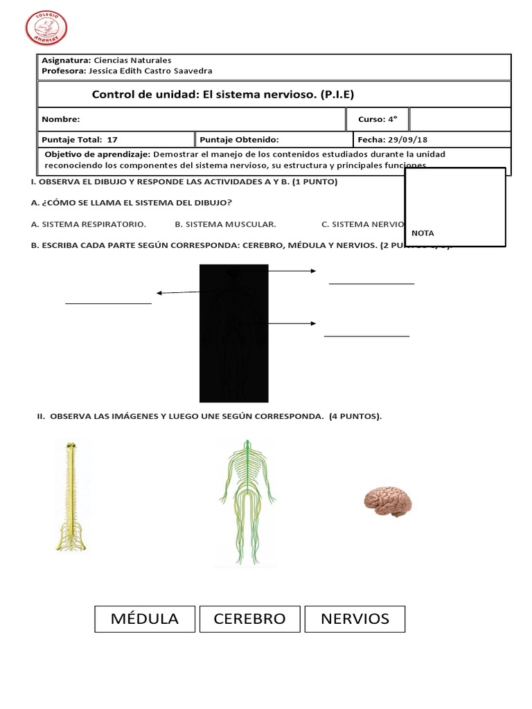 Prueba Sistema Nervioso Cuarto Básico | PDF Prueba Sistema Nervioso Cuarto Básico | PDF