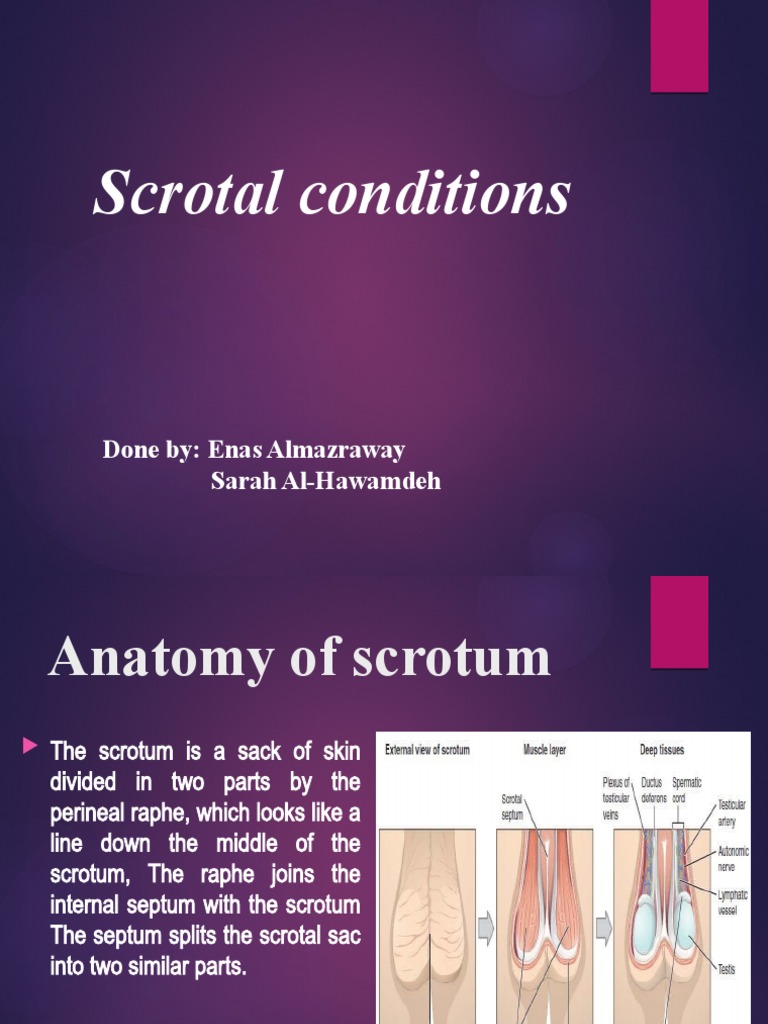 Scrotal-Conditions-Seminar 2 | PDF | Testicle | Animal Anatomy