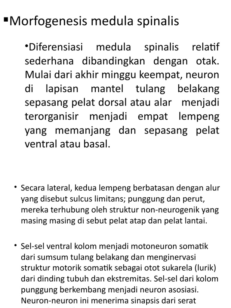 Morfogenesis Medula Spinalis | PDF
