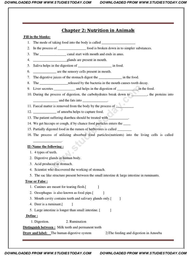 Chapter 2: Nutrition in Animals: Fill in The Blanks | PDF | Ruminant ...