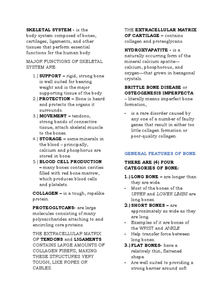 Skeletal System Reviewer | PDF | Pelvis | Vertebra