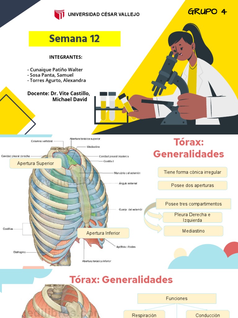 Anatomia de La Region Toracica | PDF | Tórax | Vértebra