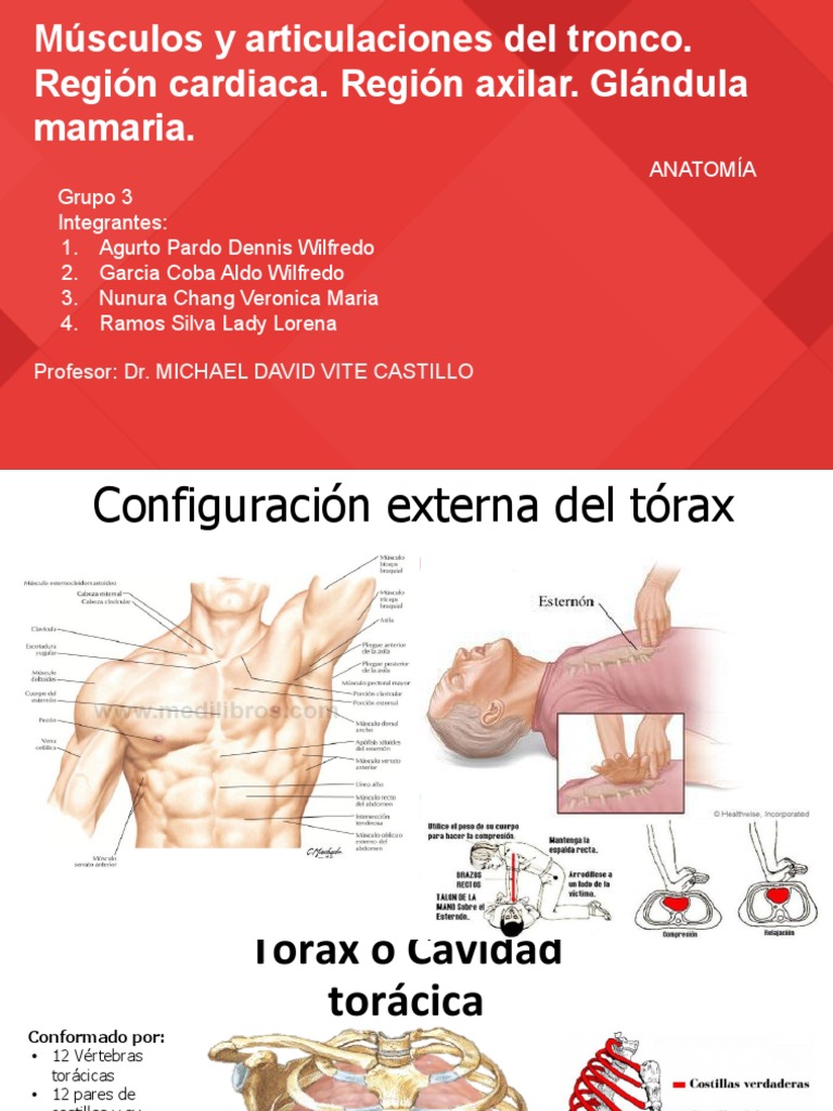 Músculos y Articulaciones Del Tronco, Región Cardiaca y Región Axilar ...