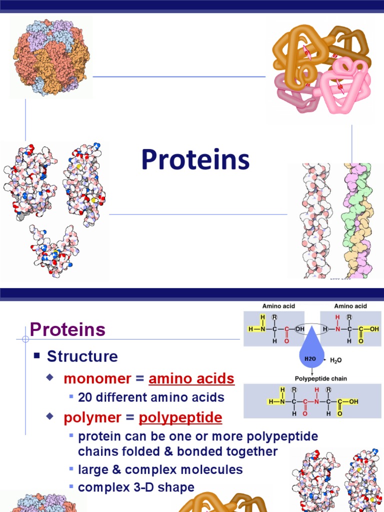 Proteins: AP Biology | PDF | Proteins | Amino Acid