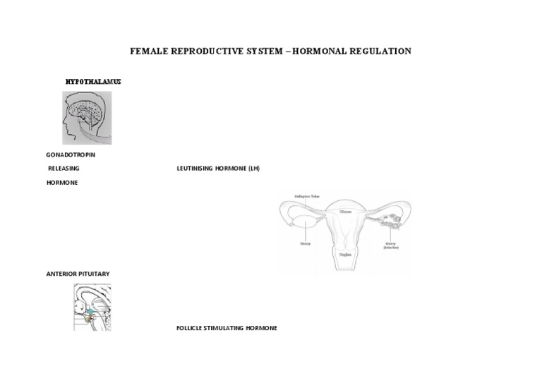 Female Reproductive System | PDF