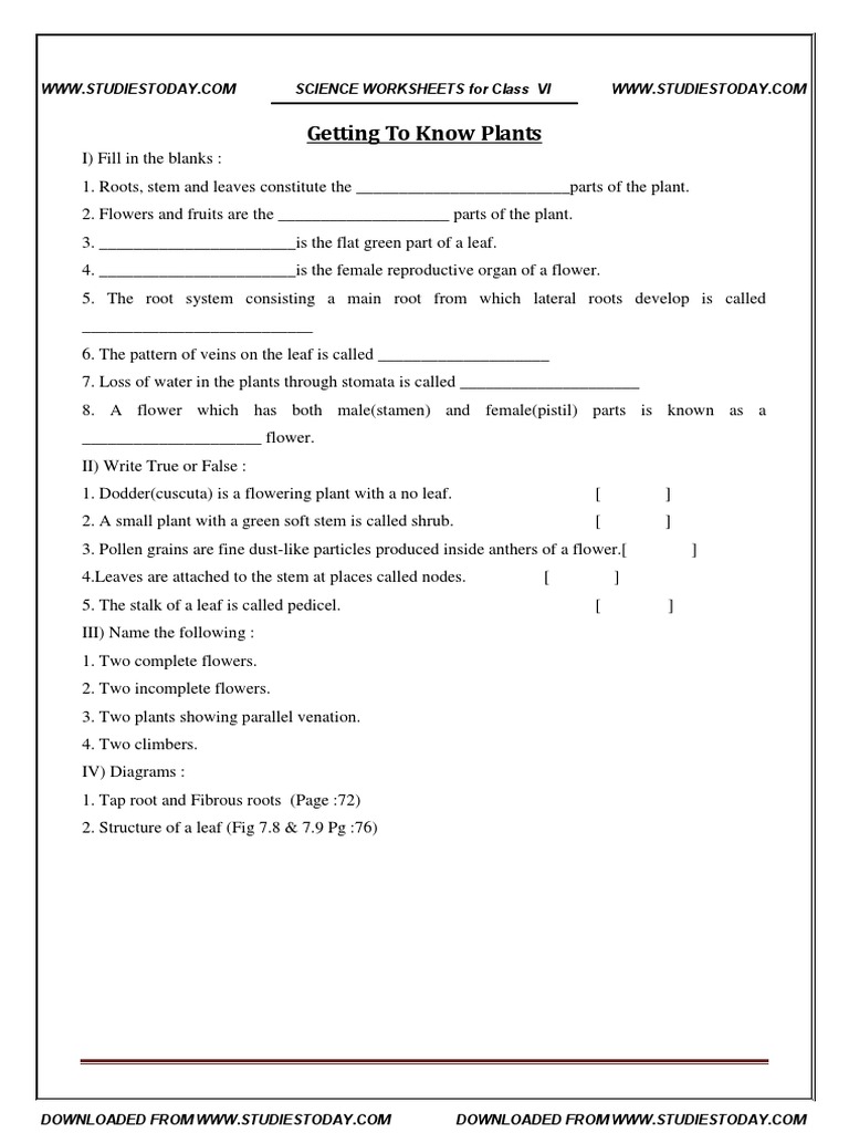 CBSE Class 6 Worksheet - Getting To Know Plants | PDF | Leaf | Flowers