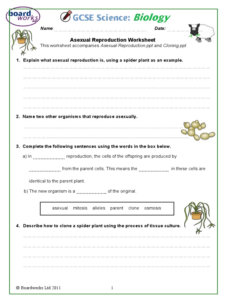 Asexual Reproduction Worksheet: Name: . Date | Download Free PDF ...
