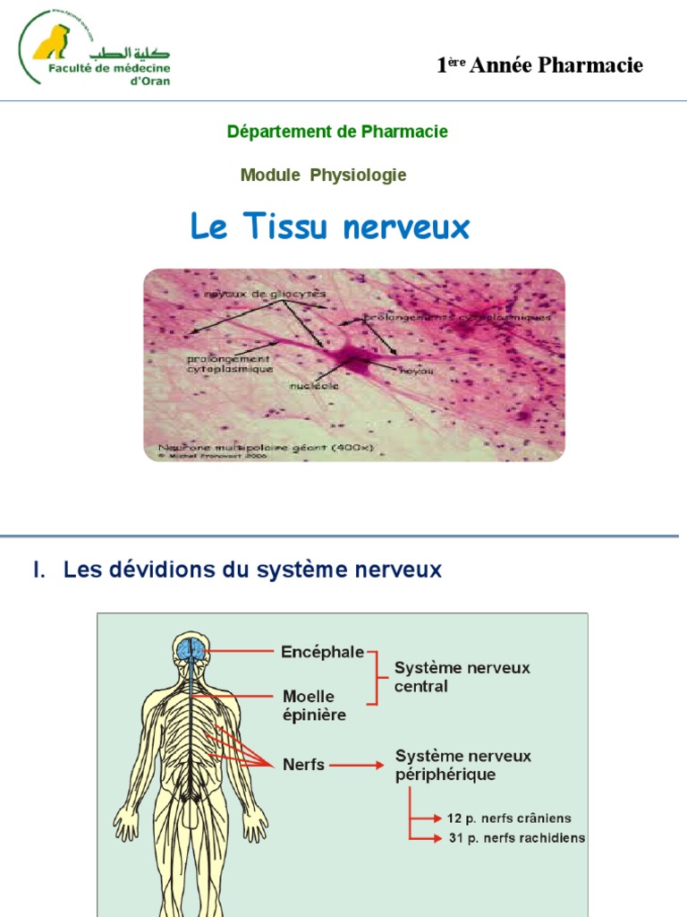 Tissus Nerveux | PDF | Système nerveux | Astrocyte