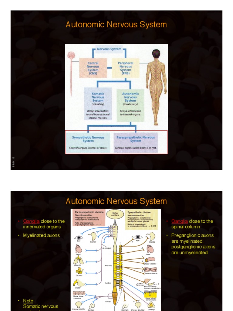 Adrenergic System | PDF | Autonomic Nervous System | Norepinephrine