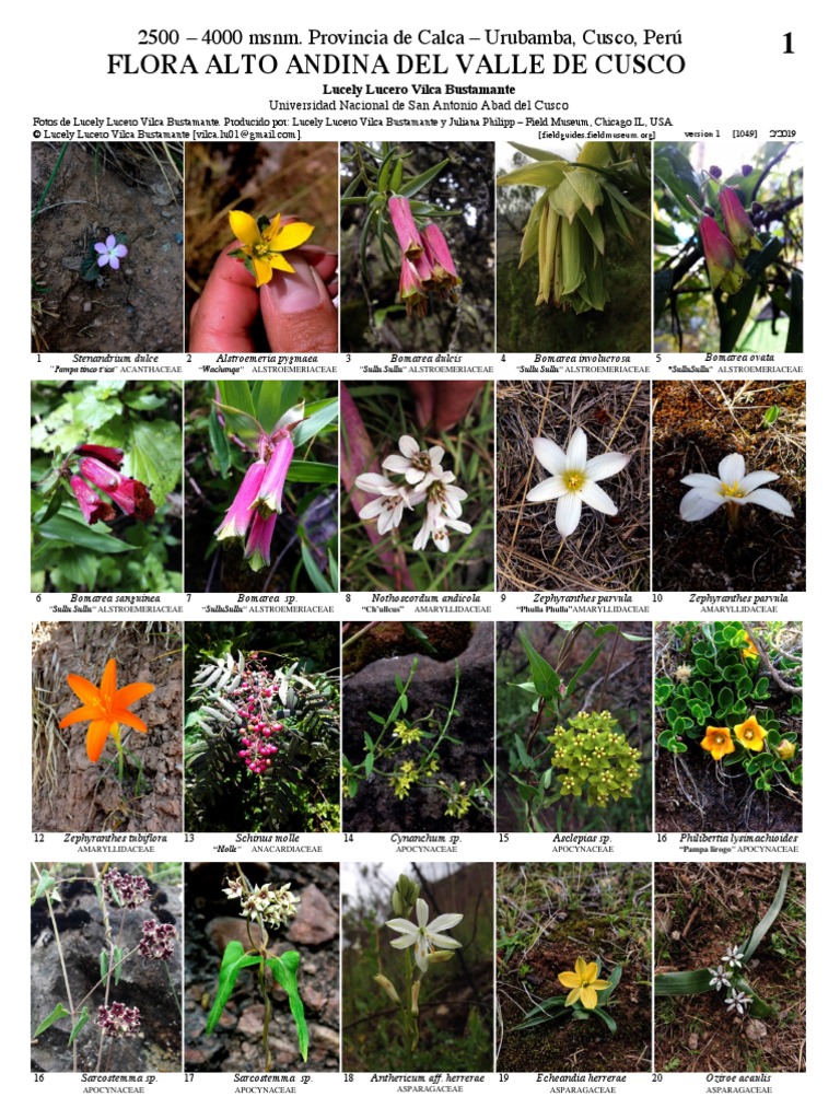 1049 Peru Flora of Valle Del Cusco PDF | PDF | Hierbas Medicinales Y ...