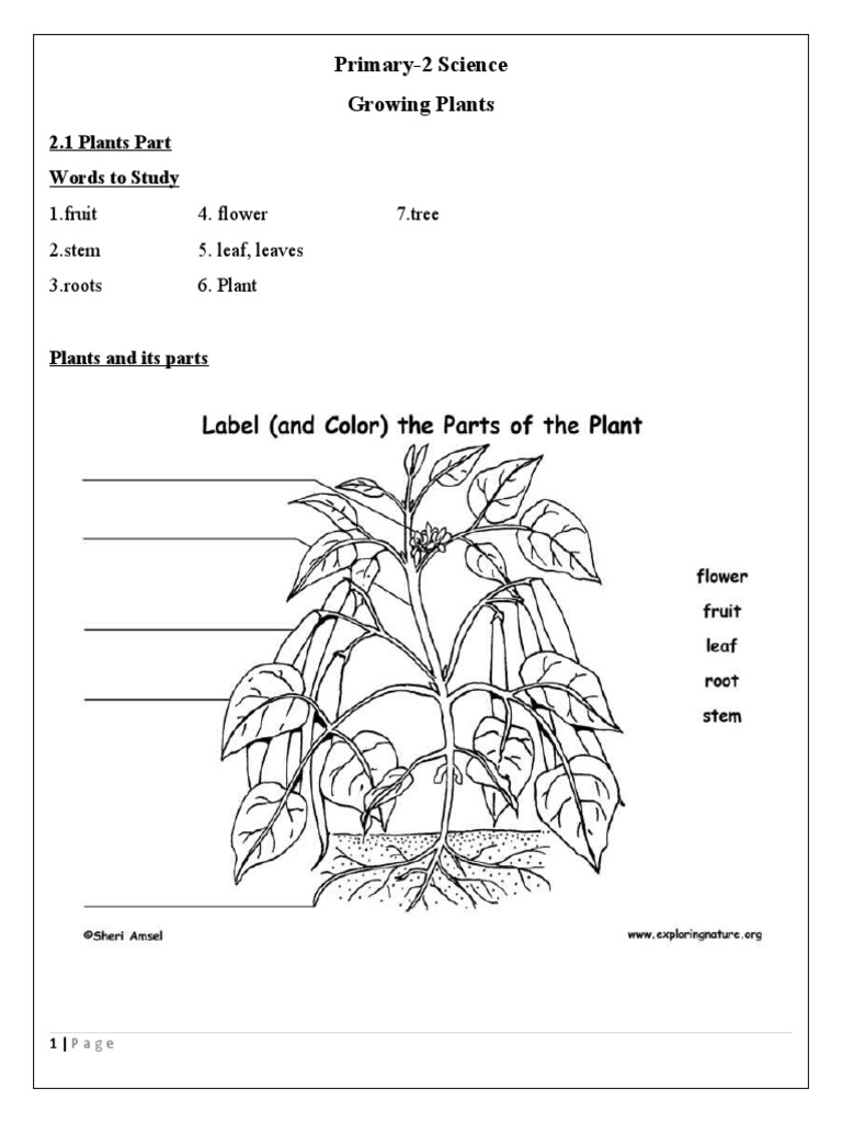 Primary-3 Science Unit-1 Text | PDF