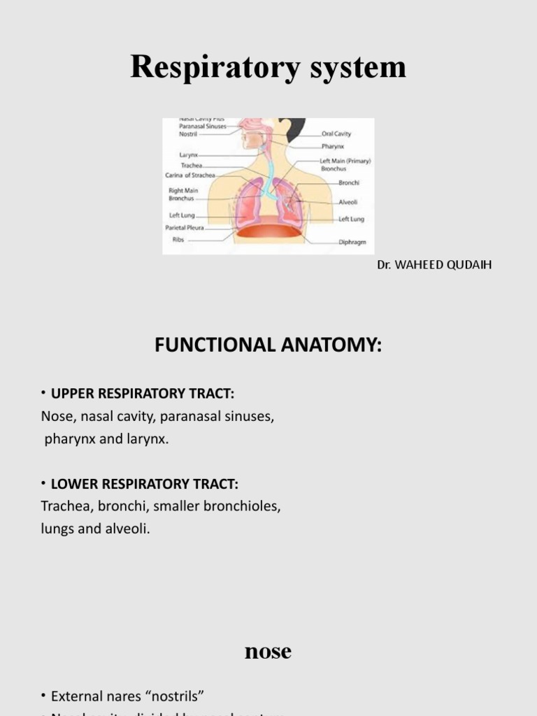10.anatomy of Respiratory System | PDF | Respiratory Tract | Human Nose