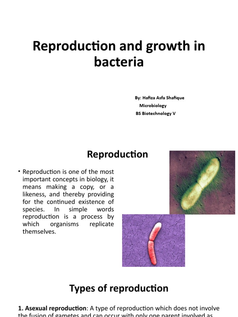 Reproduction and Growth in Bacteria: By: Hafiza Asfa Shafique ...