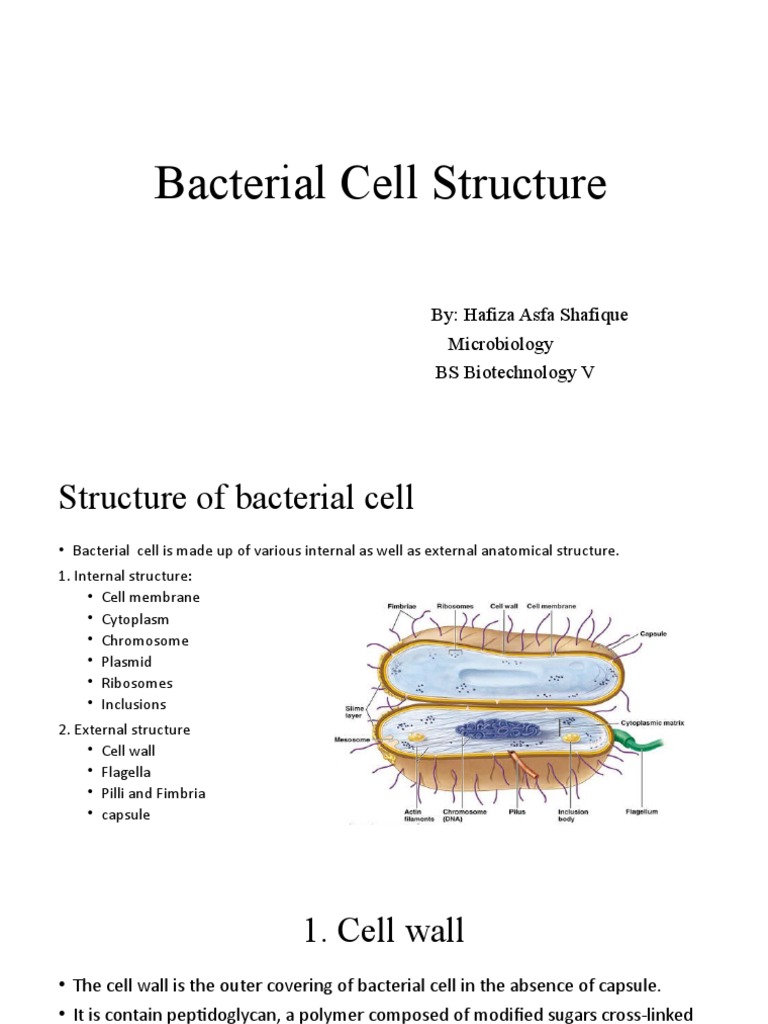 Structure of Bacterial Cell | PDF | Plasmid | Bacteria