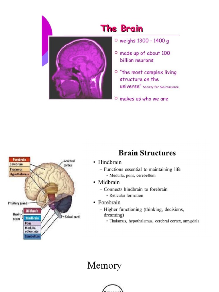 Human Brain | PDF