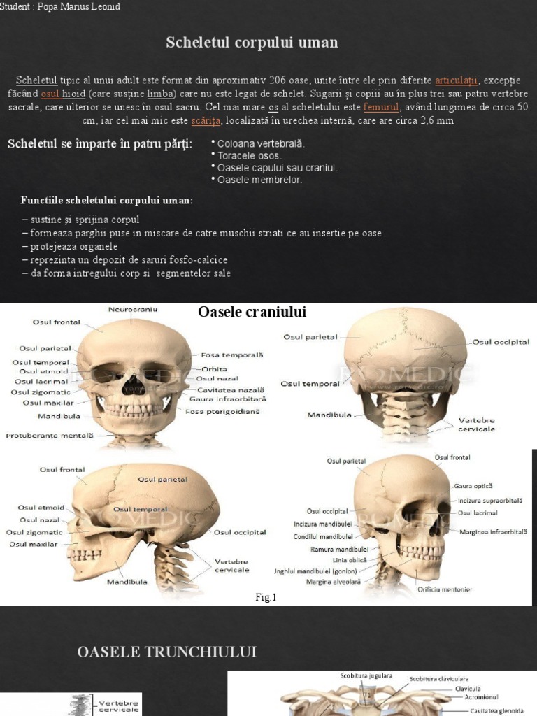 Oasele Corpului Uman | PDF