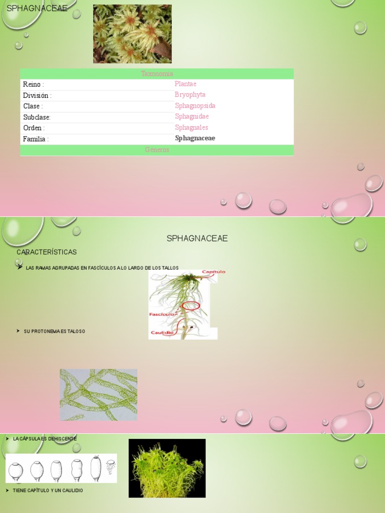 Características de Sphagnaceae | PDF
