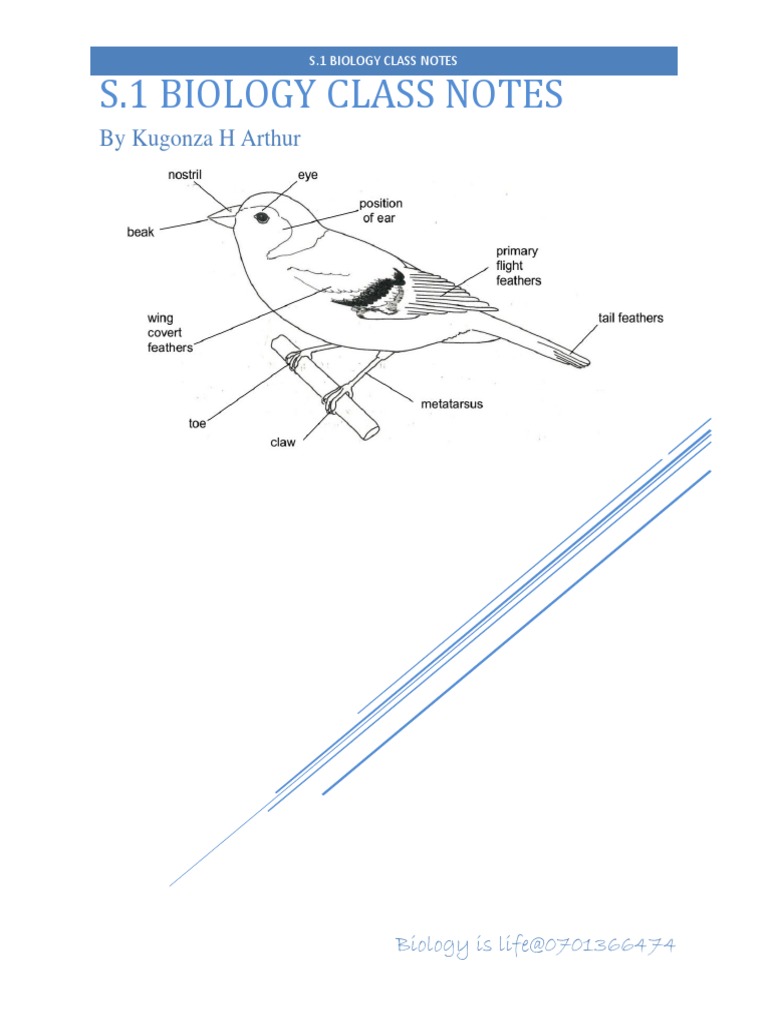 S.1 Bio Notes PDF | PDF | Insects | Butterfly