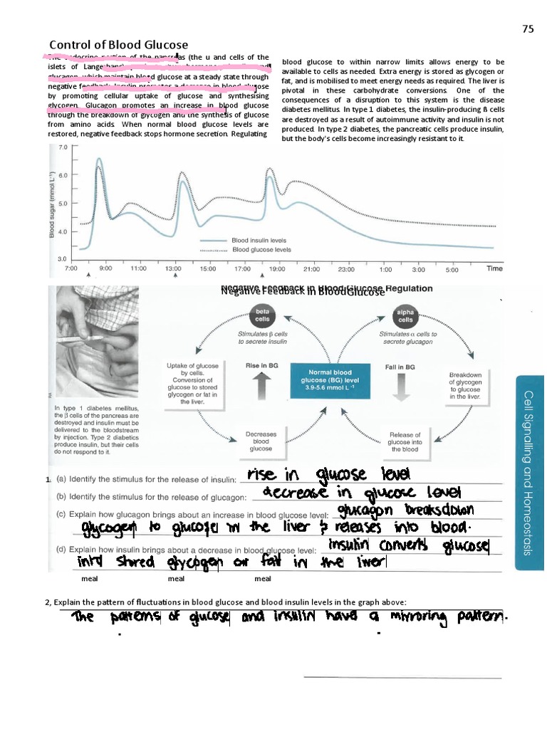 Blood Glucose Control Mechanisms | PDF | Insulin | Glucose