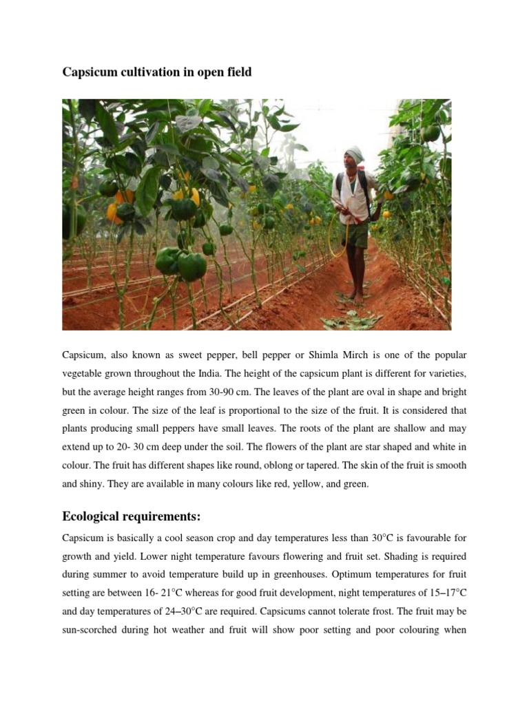 Capsicum Production Module PDF | PDF | Capsicum | Bell Pepper