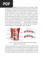 Anatomi dan Fungsi Peritoneum | PDF