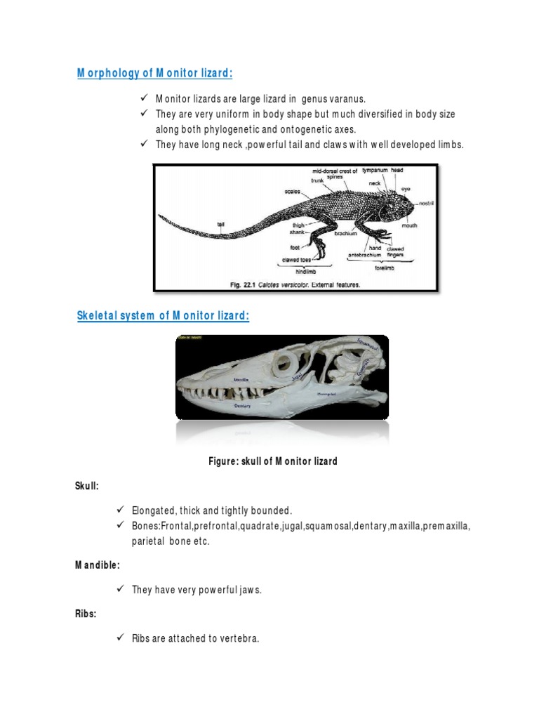 Morphology of Monitor Lizard | PDF