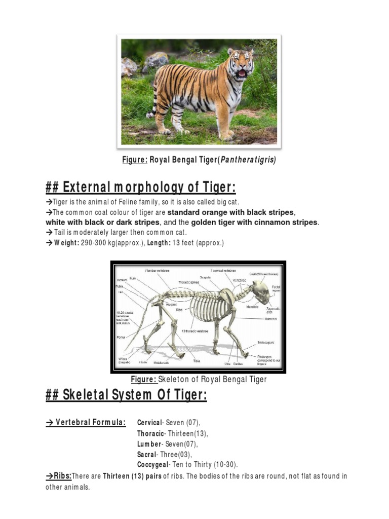 Anatomy of Tiger | PDF | Vertebral Column | Skeletal System