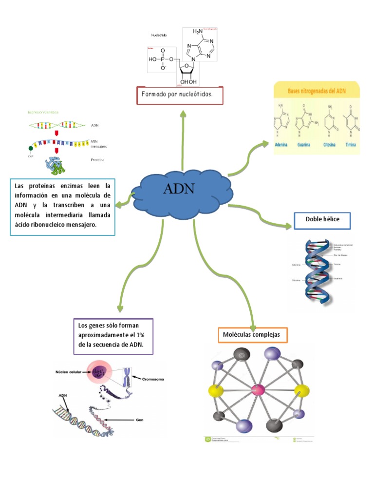 Mapa Mental Adn | PDF