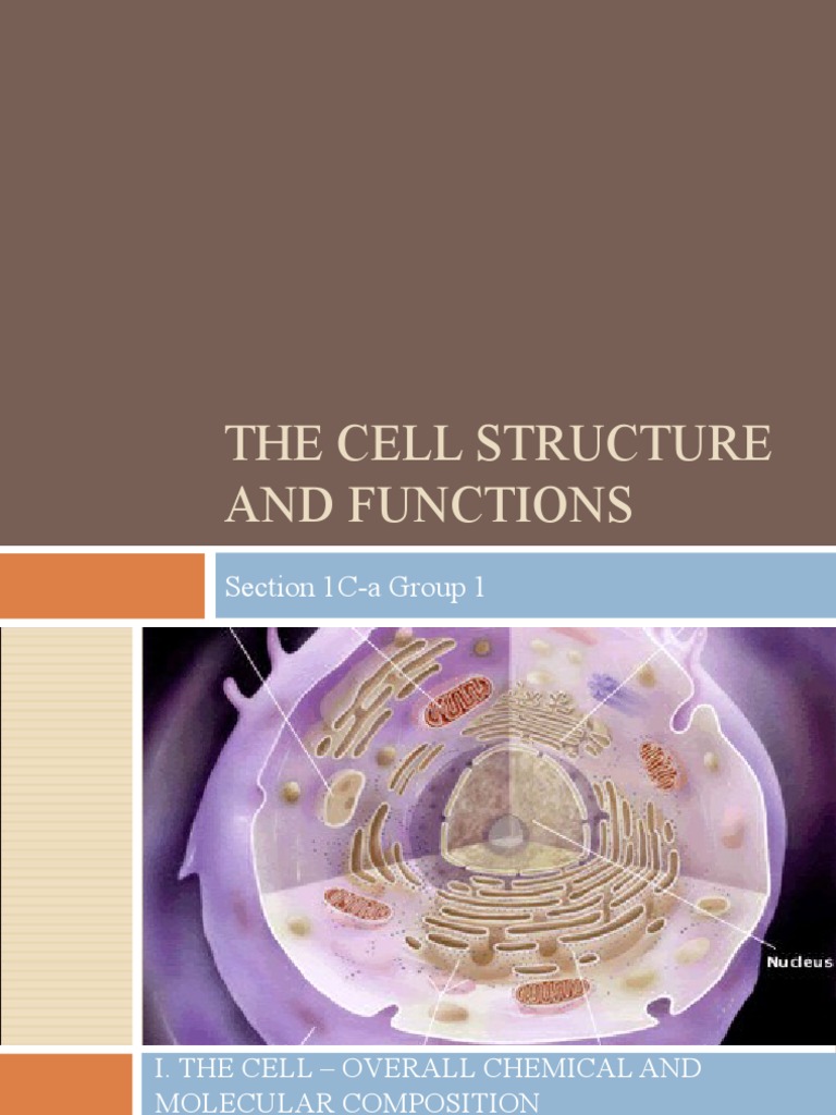The Cell Structure and Functions | PDF | Cell (Biology) | Proteins
