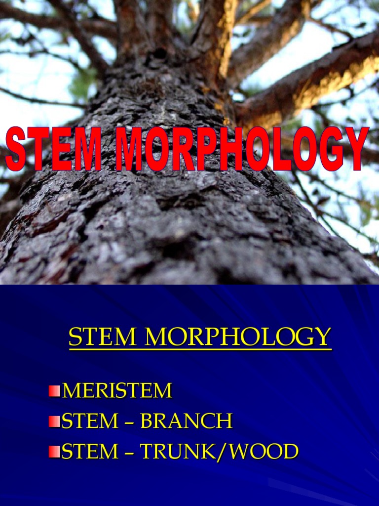 L4-Stem Morphology | PDF | Plant Stem | Leaf