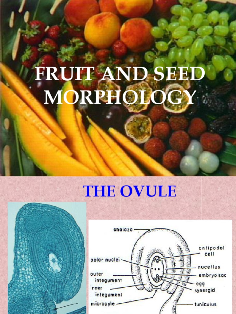 Fruit and Seed Morphology | PDF | Fruit | Flowers